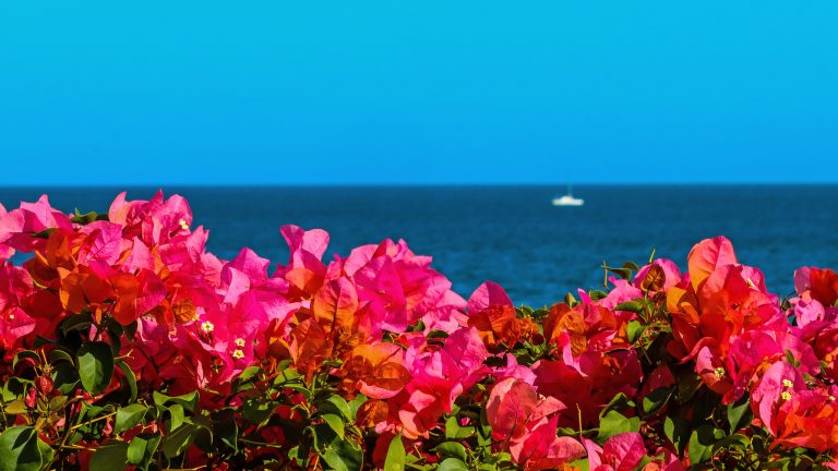 Discover the Beauty of Spring in Mexico - My UVCI blog